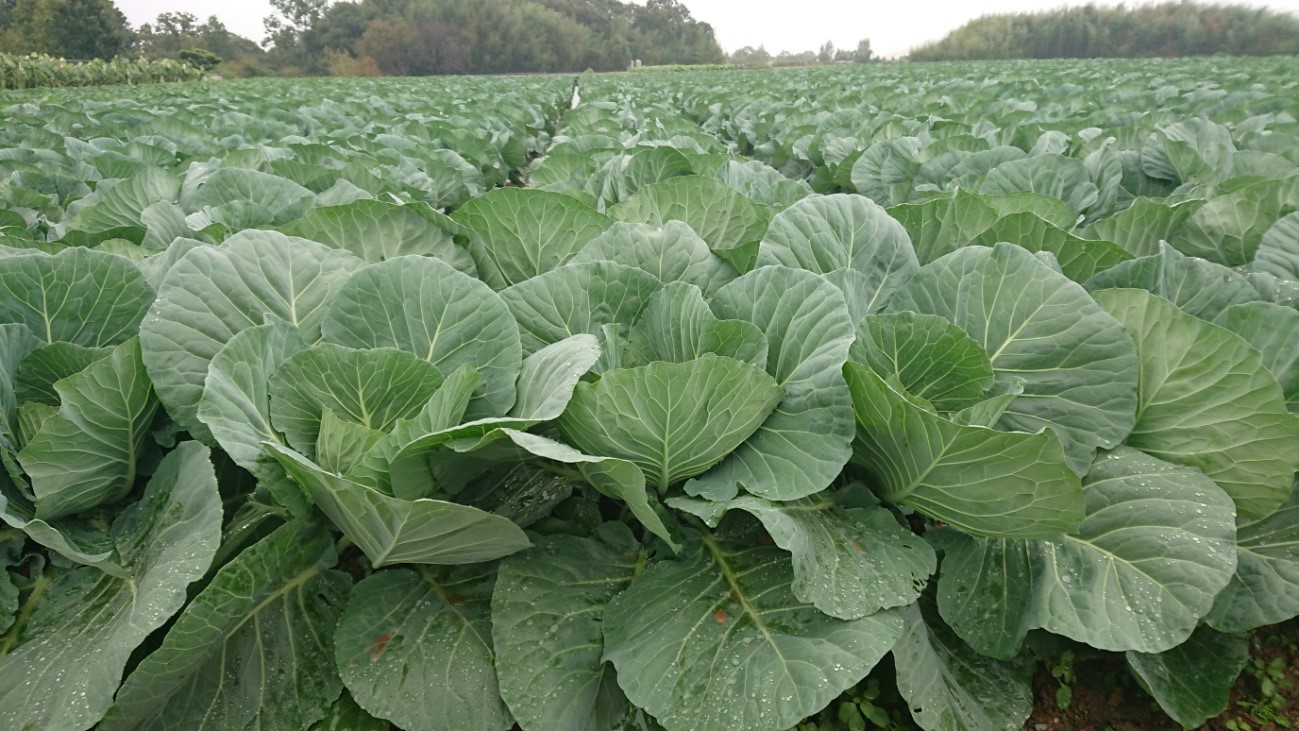 これからが旬の「冬キャベツ」 神戸産の魅力 | ラジトピ ラジオ関西トピックス